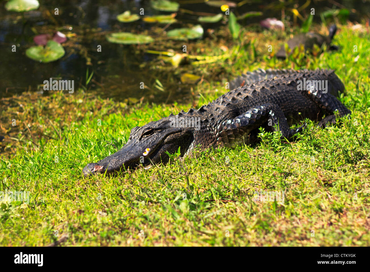 Wild Gator sunning itself in the Florida Everglades Stock Photo - Alamy