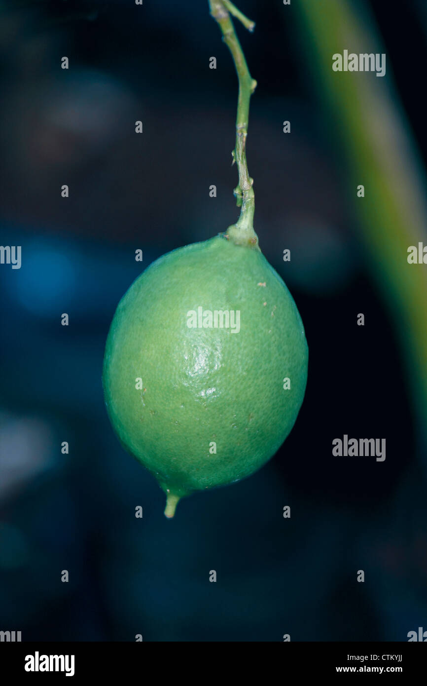 Green lemon, Limon, Citrus on branch, India Stock Photo - Alamy