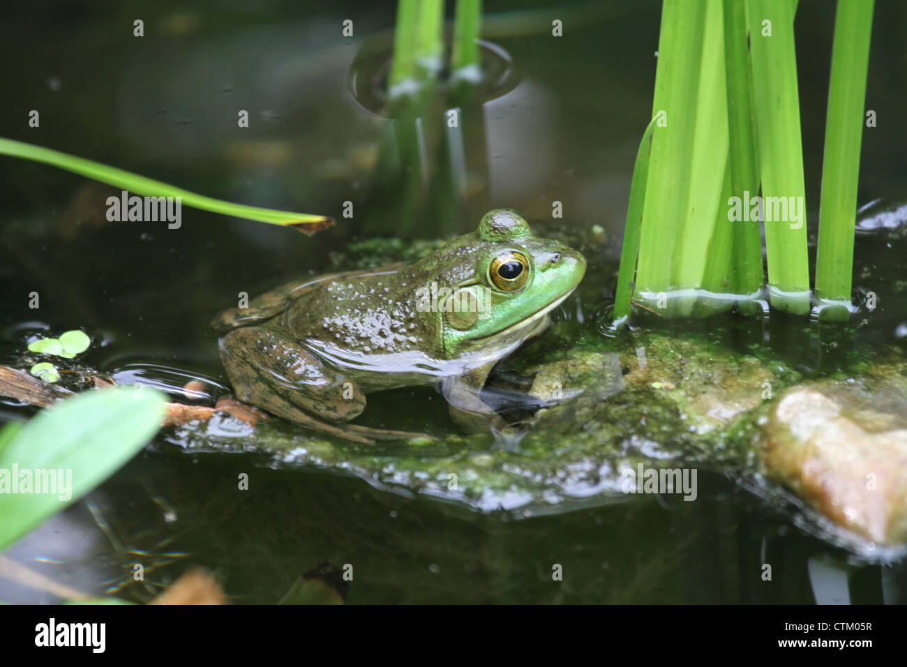 Bullfrog slimy slimey green hi-res stock photography and images - Alamy