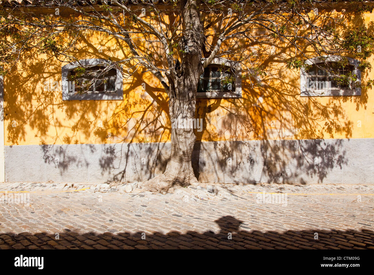 A Tree Growing Along The Side Of A Building Casts Shadows From It's ...