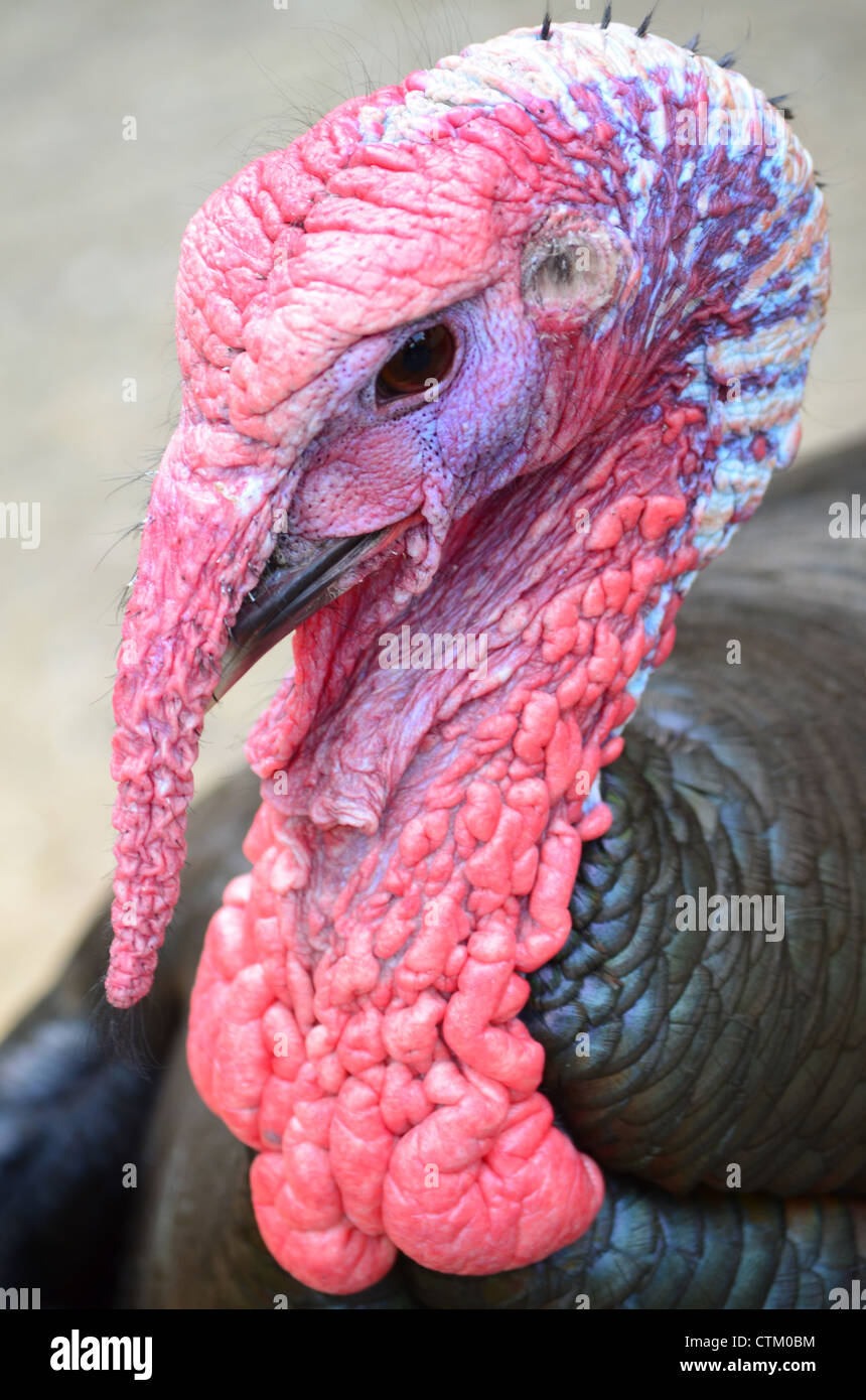 Turkey head hi-res stock photography and images - Alamy