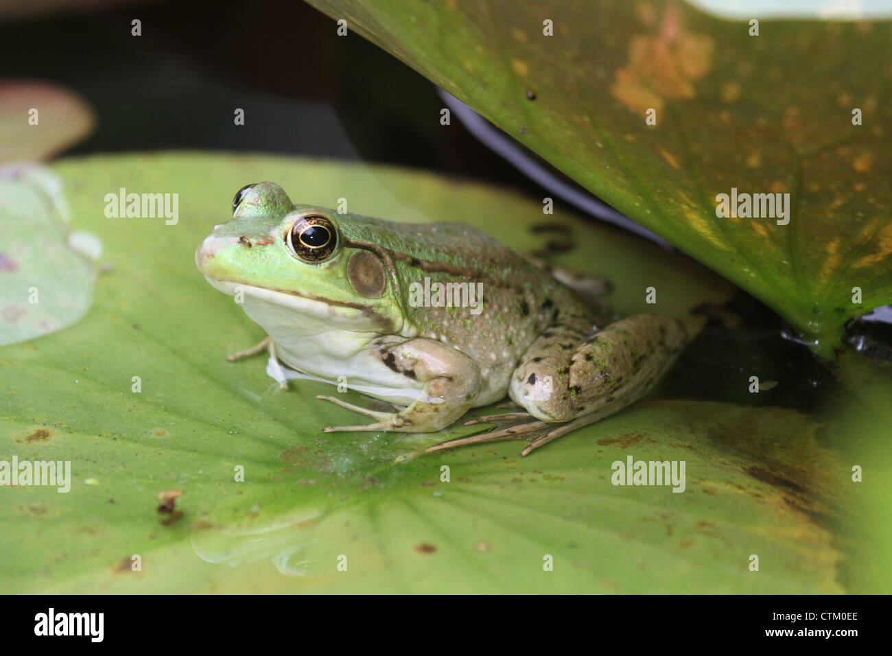 Bullfrog slimy slimey green hi-res stock photography and images - Alamy