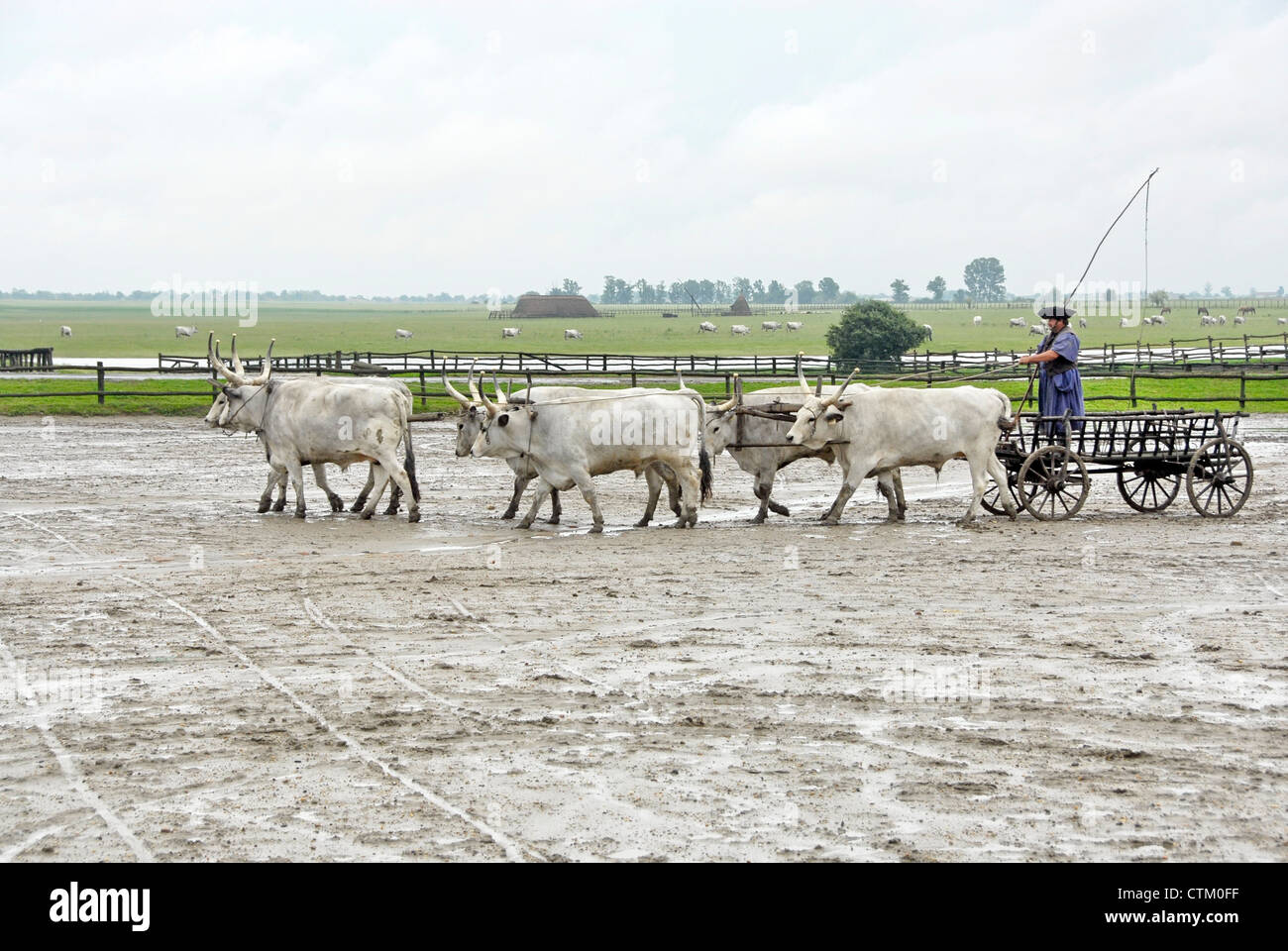 Horse show on a farm in the Puszta near Kalocsa, Hungary Stock Photo ...