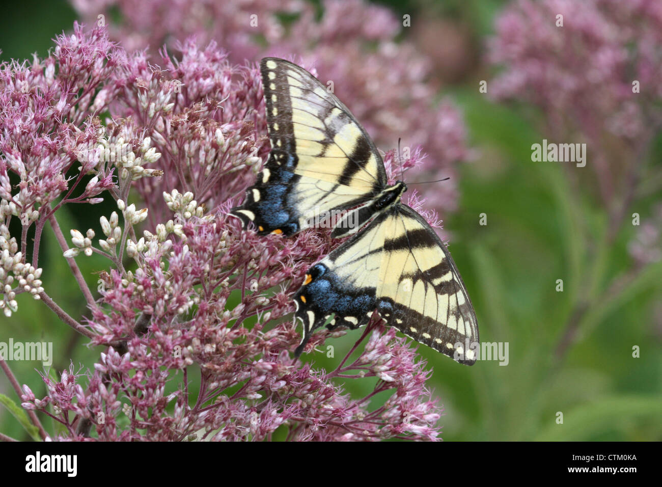 A female Eastern Tiger Swallowtail butterfly on a pink and white bush ...