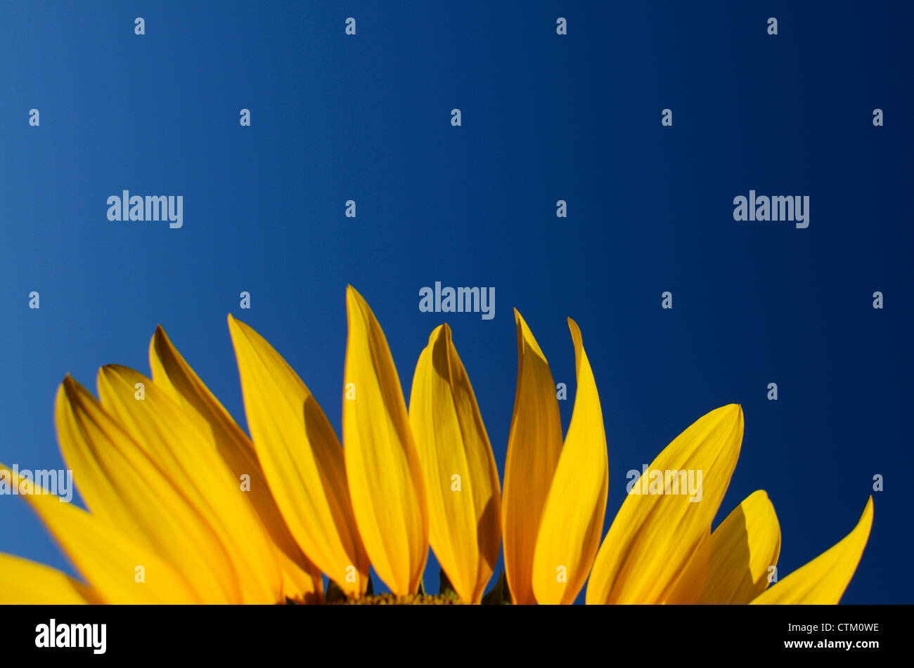The warm yellow color os sunflowers announce summer Stock Photo - Alamy