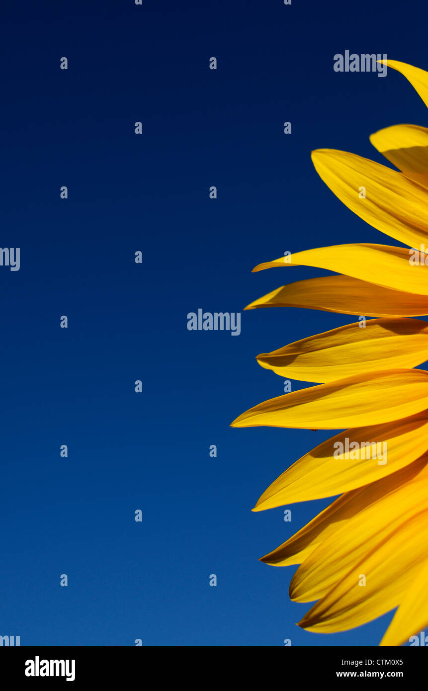 The warm yellow color os sunflowers announce summer Stock Photo - Alamy