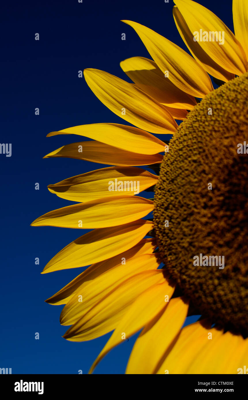 The warm yellow color os sunflowers announce summer Stock Photo - Alamy