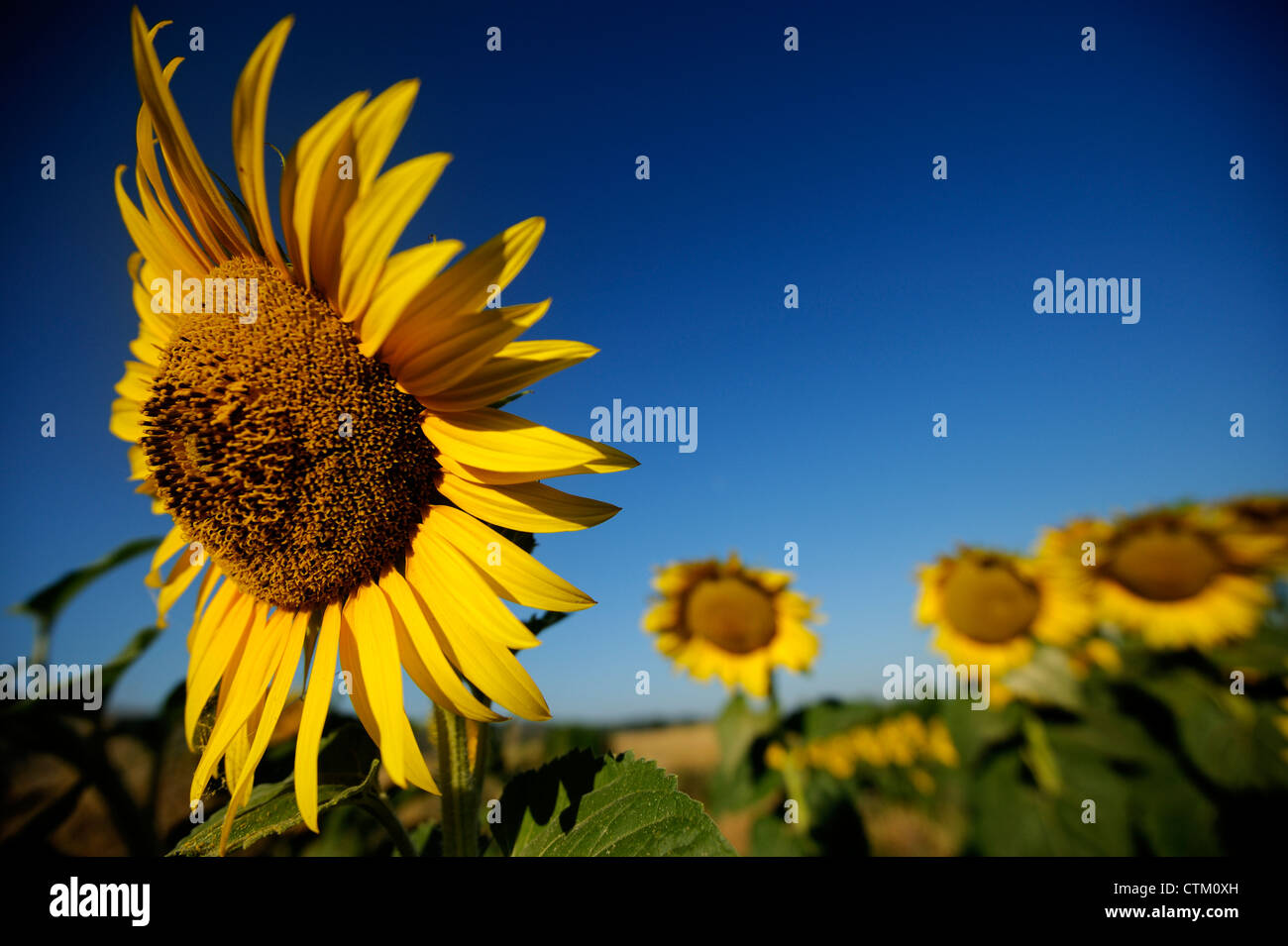 The warm yellow color os sunflowers announce summer Stock Photo - Alamy