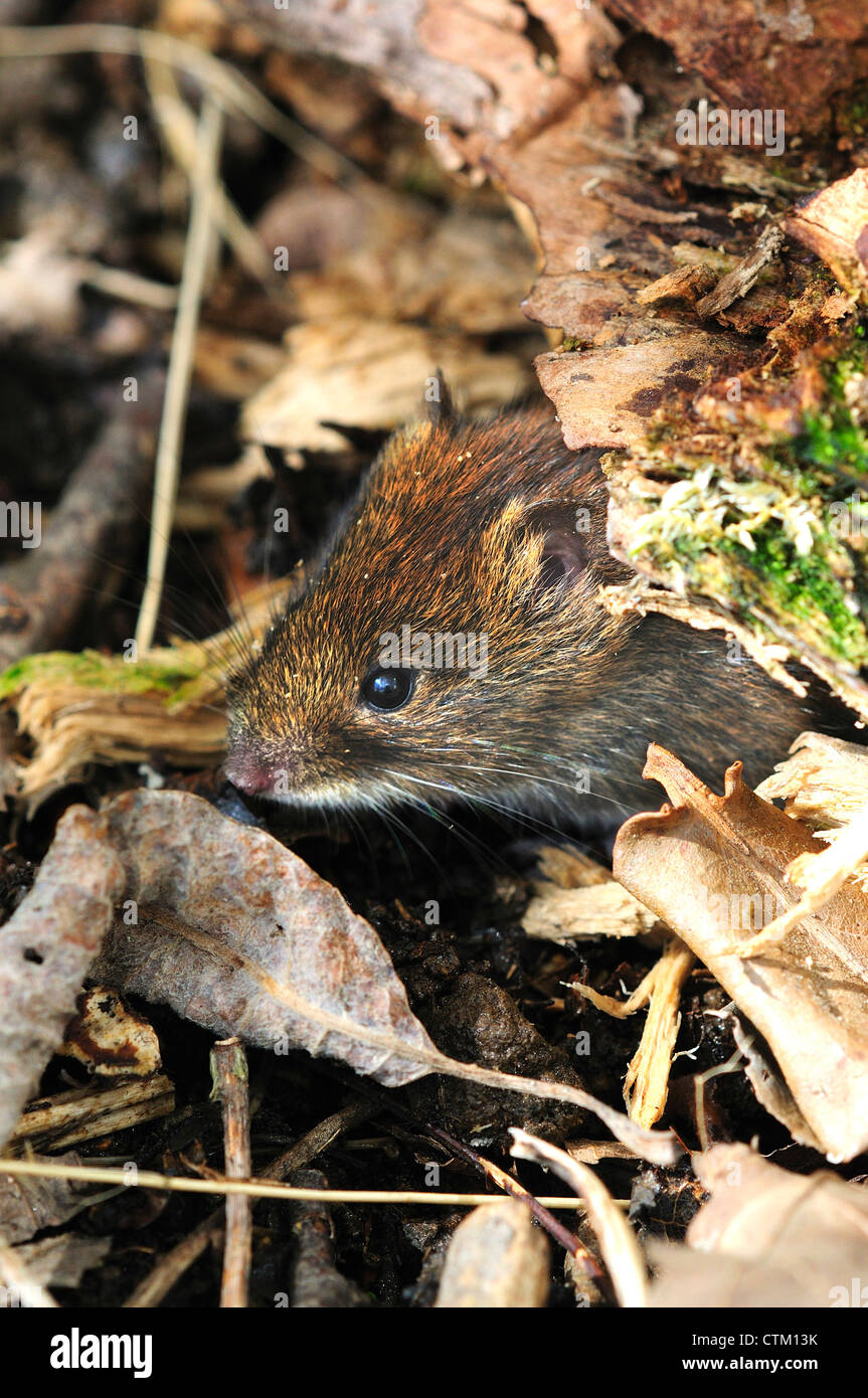 Animal peeping hi-res stock photography and images - Alamy