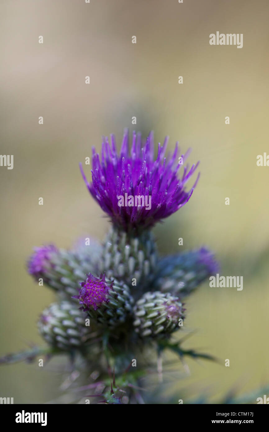Bull thistle hi-res stock photography and images - Alamy