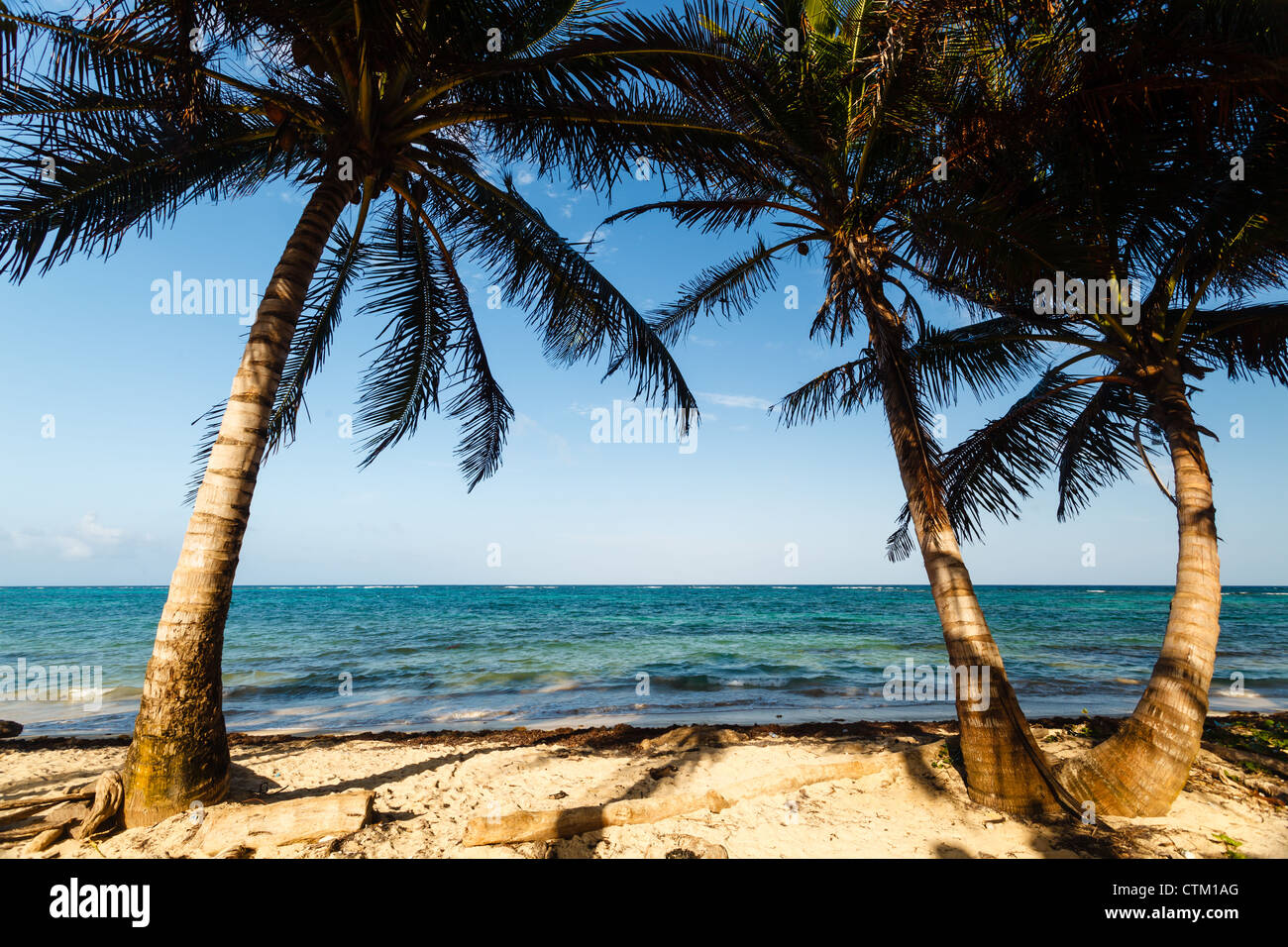 Beautiful view sea palm trees hi-res stock photography and images - Alamy