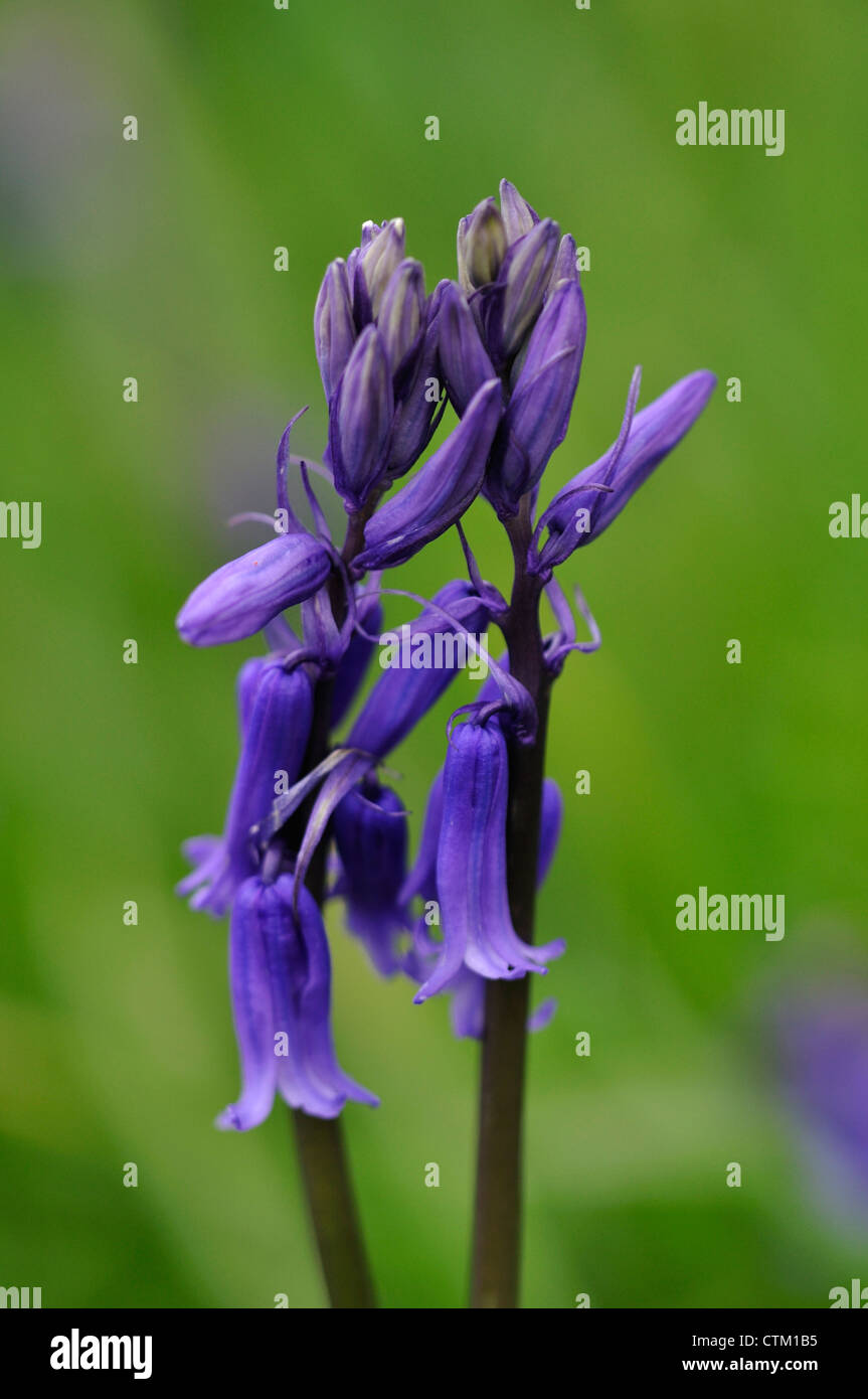 Bluebell bulb hi-res stock photography and images - Alamy
