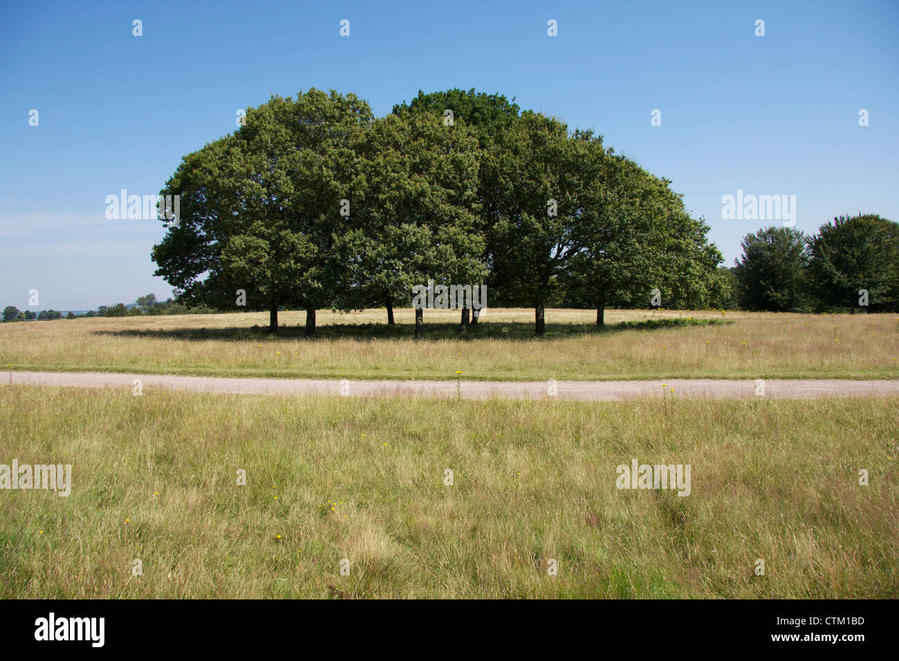 Isolated Cluster of Trees with Shadow Stock Photo - Alamy