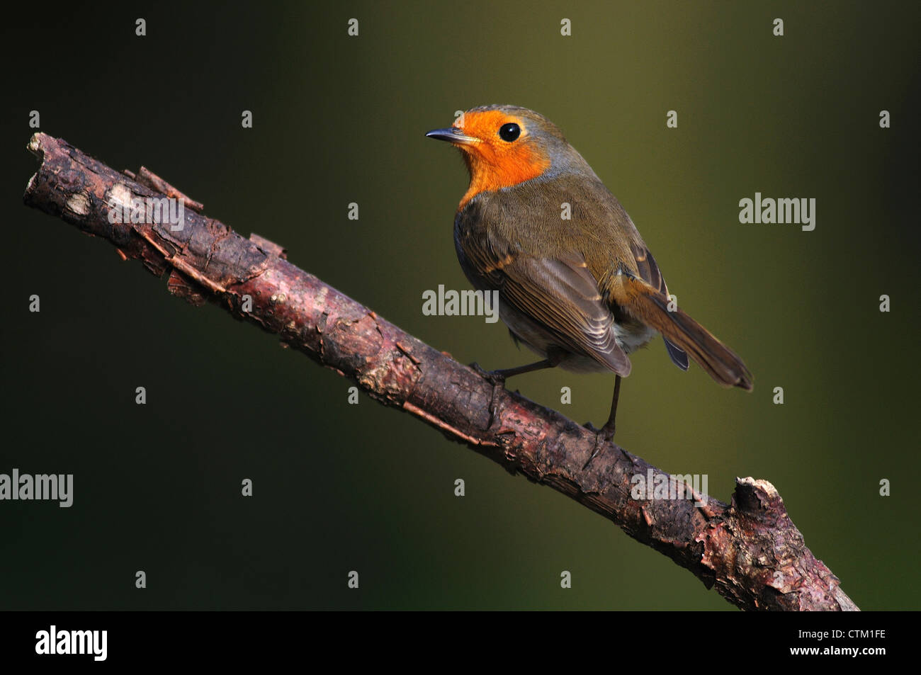 A robin on a perch UK Stock Photo - Alamy