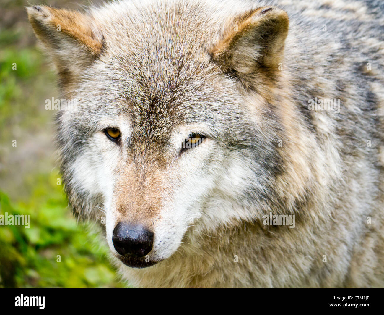 Wolf face hi-res stock photography and images - Alamy