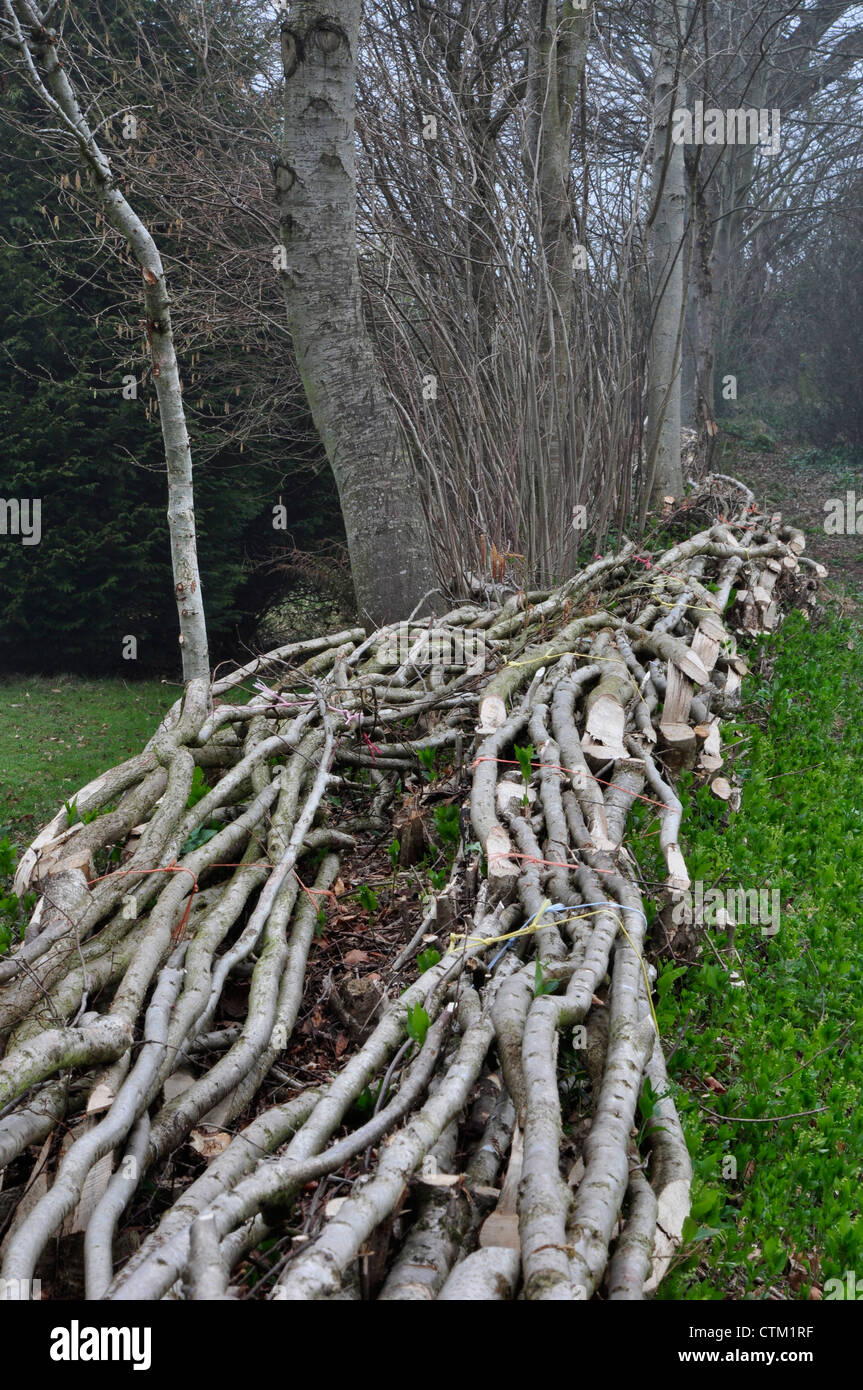 Country craft hedge laying hi-res stock photography and images - Alamy