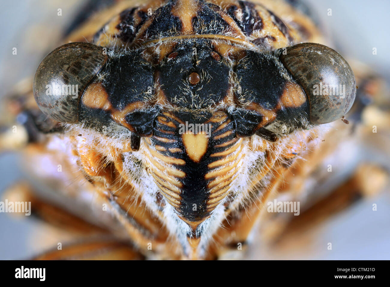 Macro Shoot if Cicada Orni Insect Head Stock Photo - Alamy