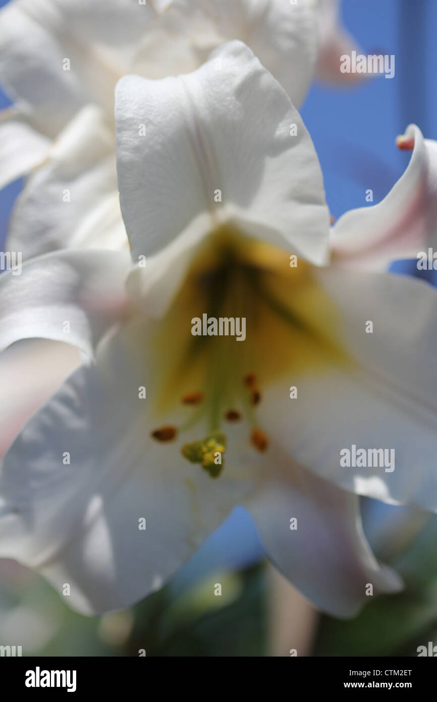 White Lilies in Soft Focus Stock Photo - Alamy