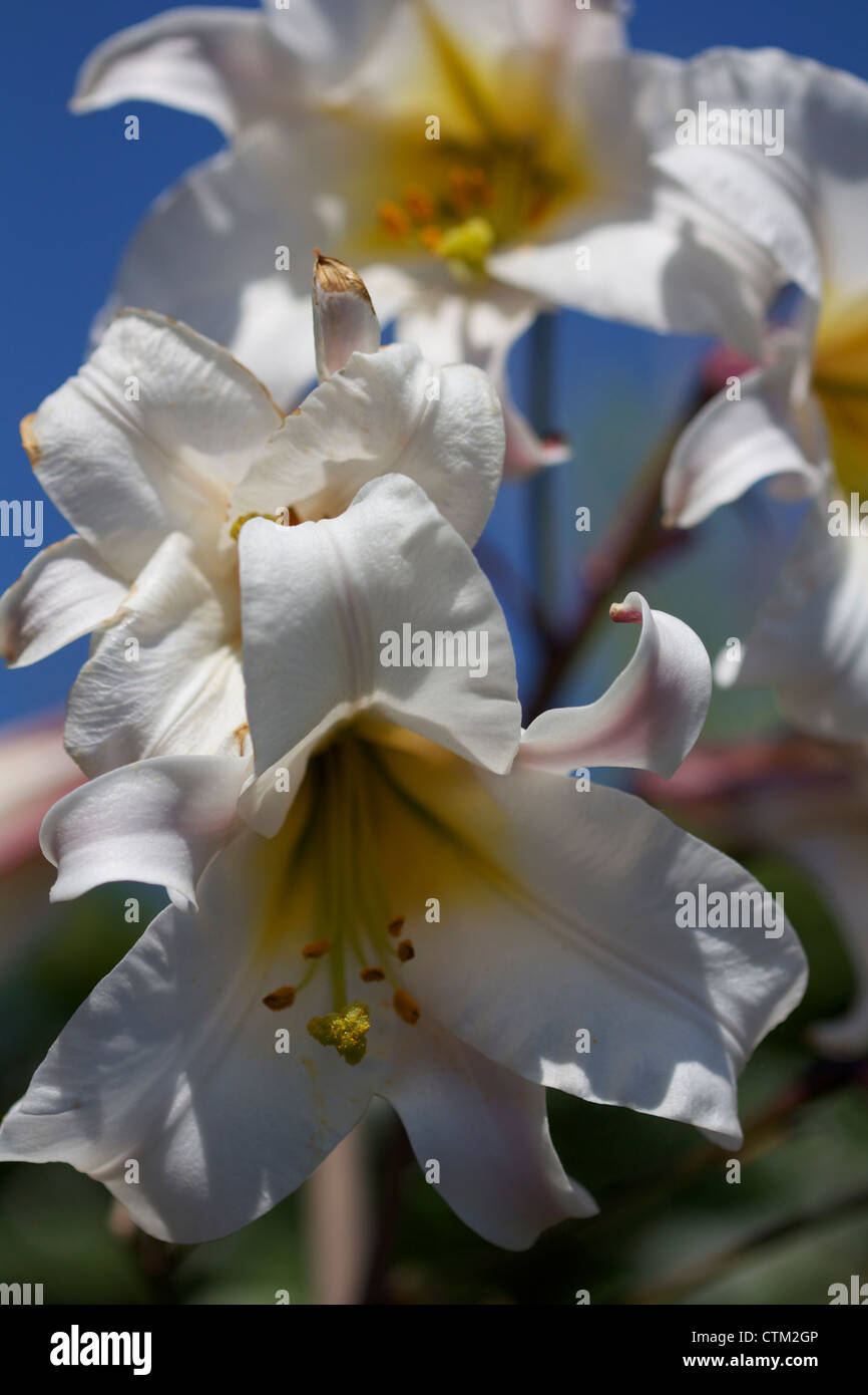 White Lilies (Lilium leucanthum Stock Photo - Alamy