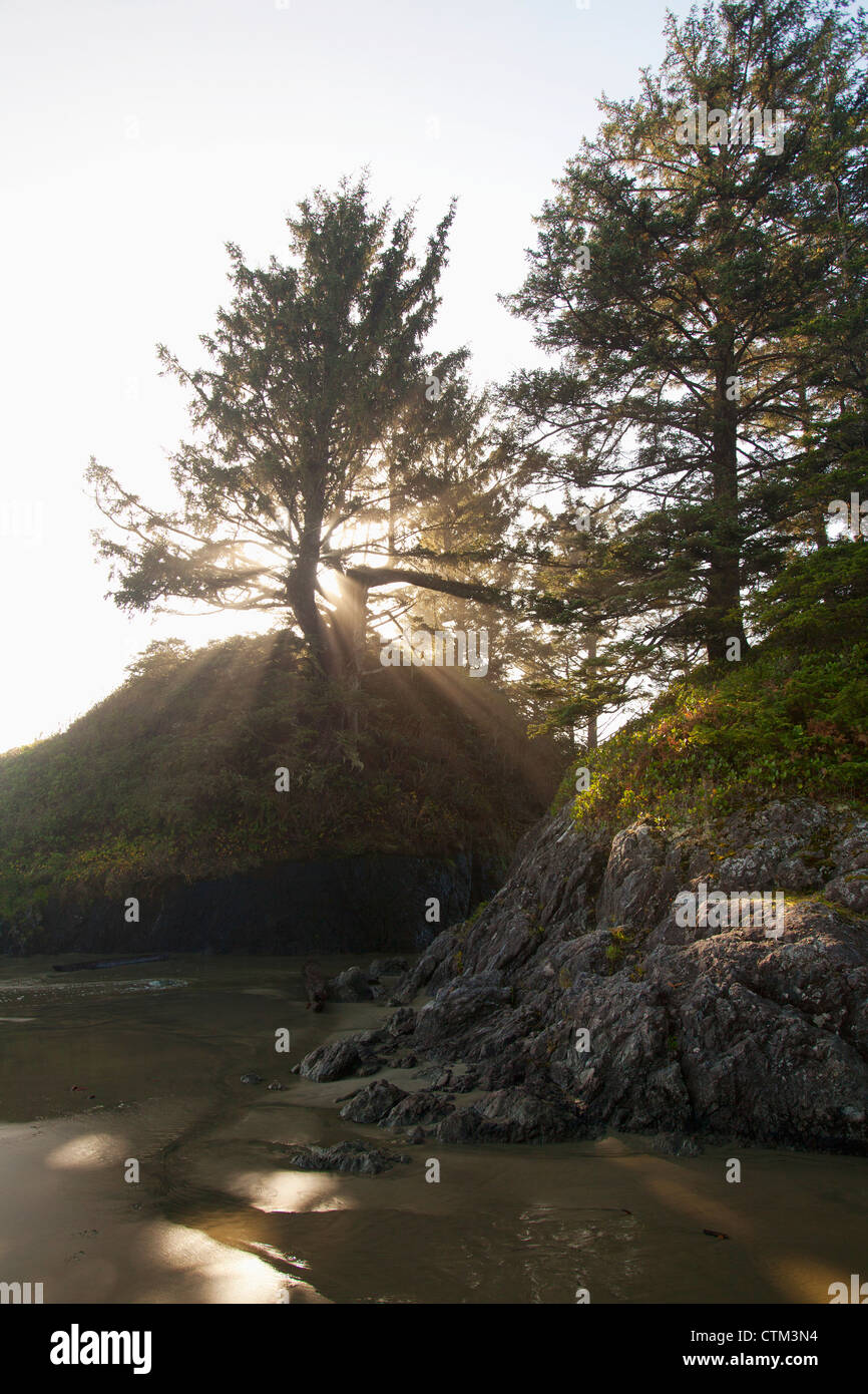 Sun Rays Shine Through A Tree On Long Beach In Pacific Rim National ...