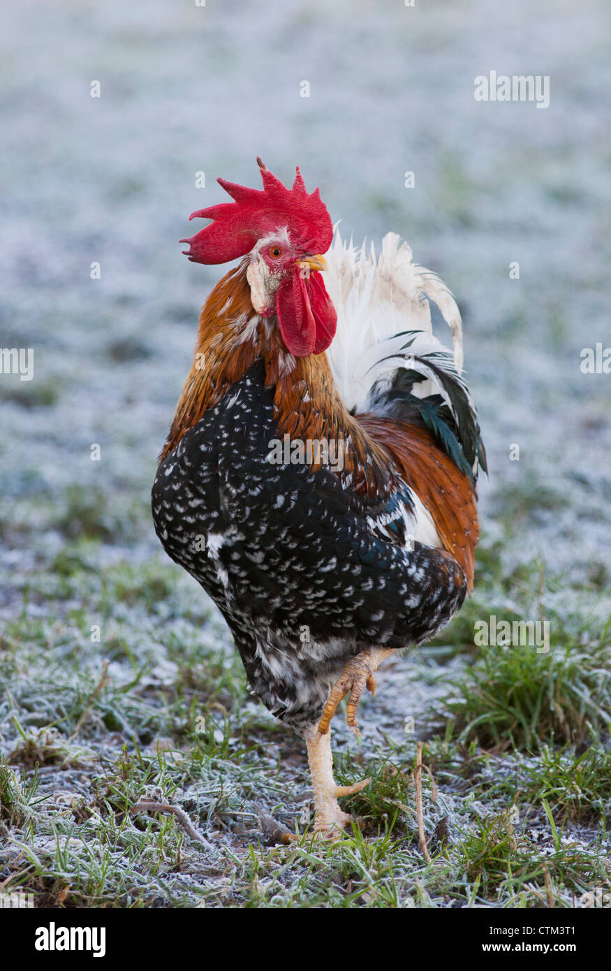Rooster (Gallus Gallus); Northumberland, England Stock Photo - Alamy