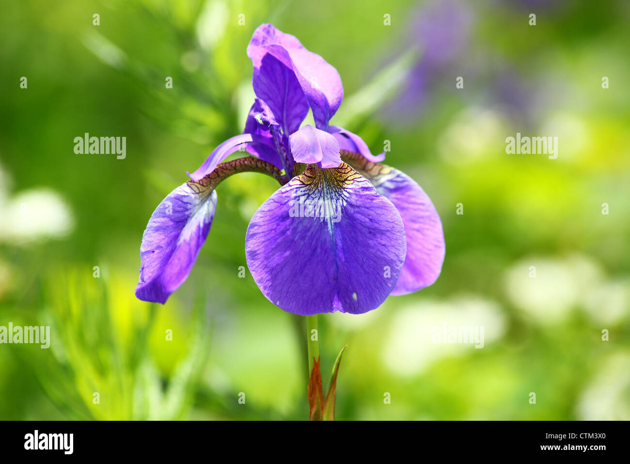 Beautiful purple siberian iris close up shoot Stock Photo - Alamy