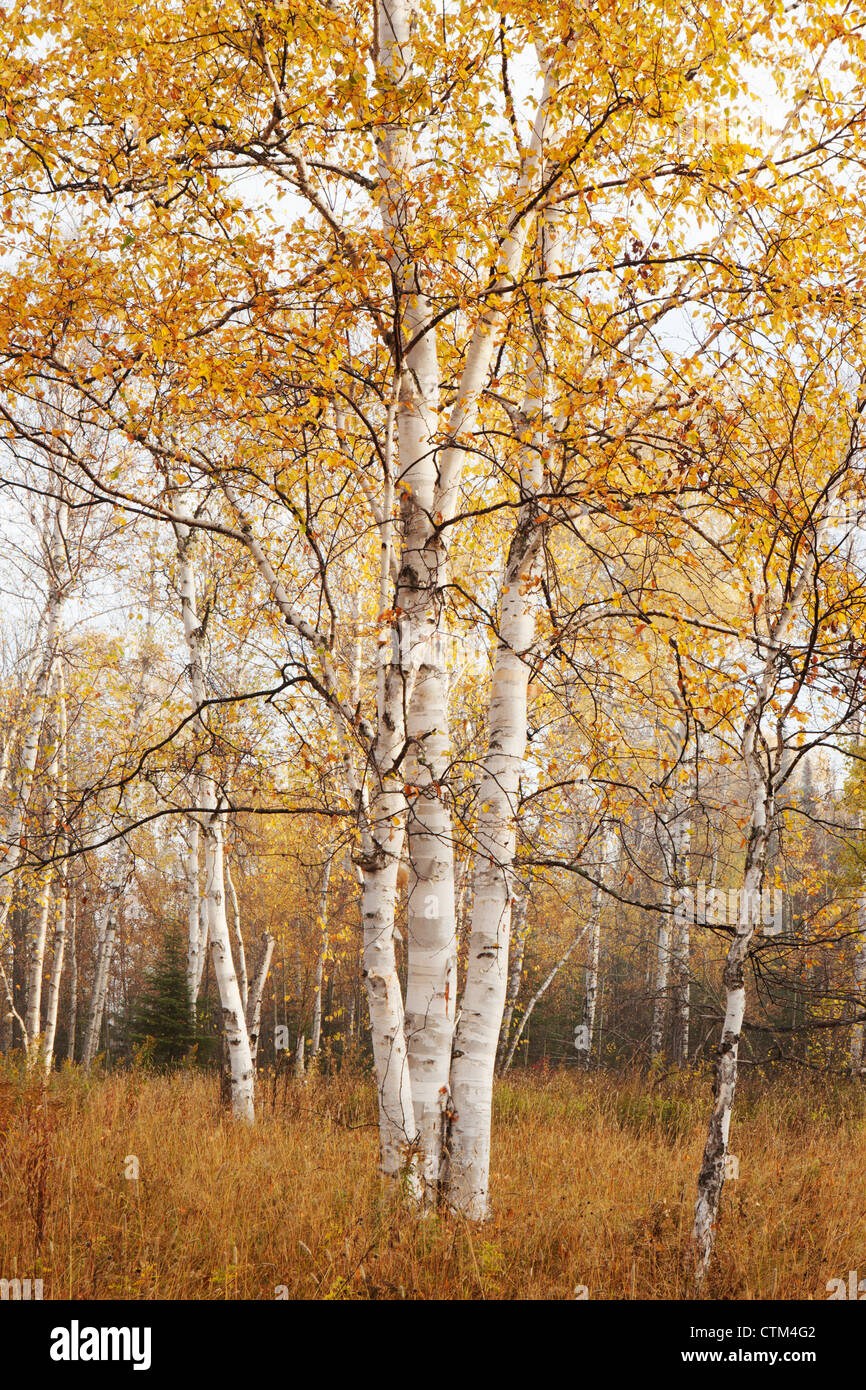 Birch Trees In Autumn; Thunder Bay, Ontario, Canada Stock Photo - Alamy