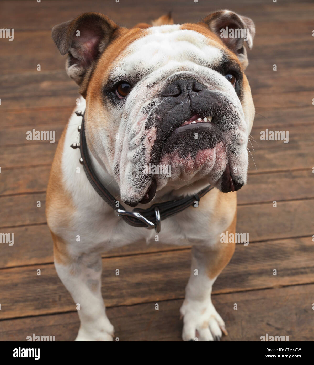 English bulldog face hi-res stock photography and images - Alamy