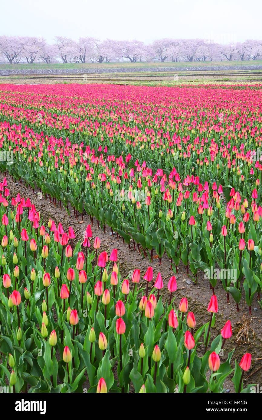 Toyama japan flower hi-res stock photography and images - Alamy