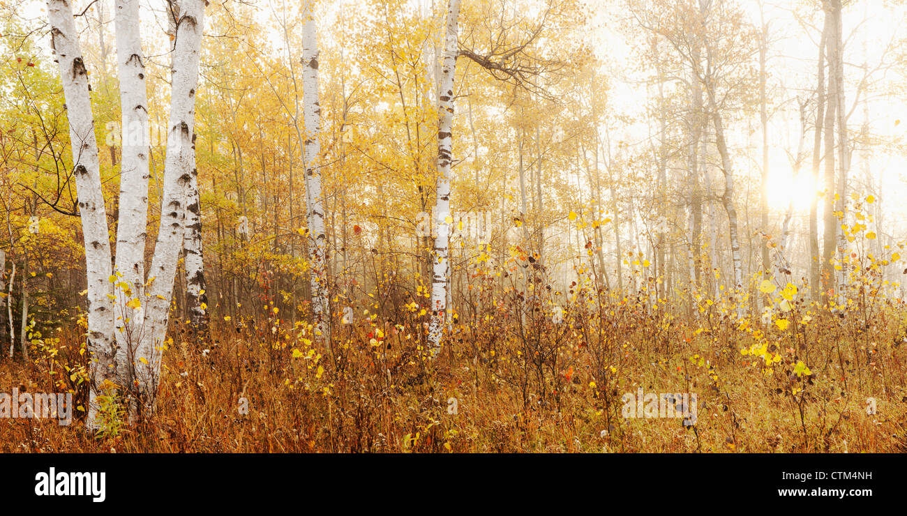 Birch Grove In Autumn; Thunder Bay, Ontario, Canada Stock Photo - Alamy