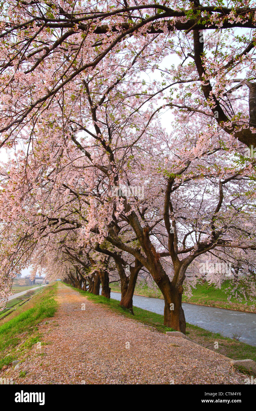 Cherry tree and causeway in spring, Toyama, Japan Stock Photo - Alamy