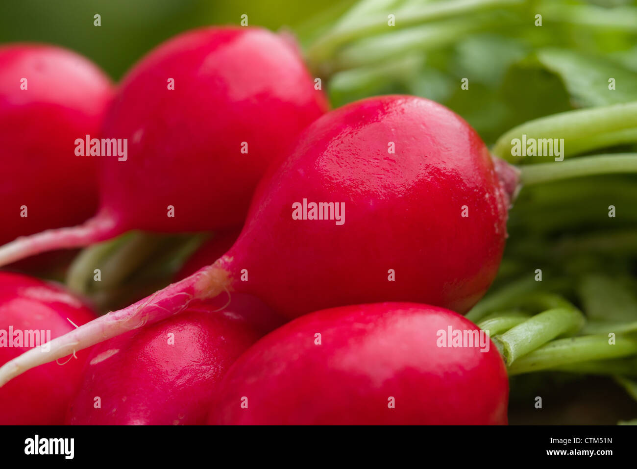 Bunch of radishes Stock Photo - Alamy