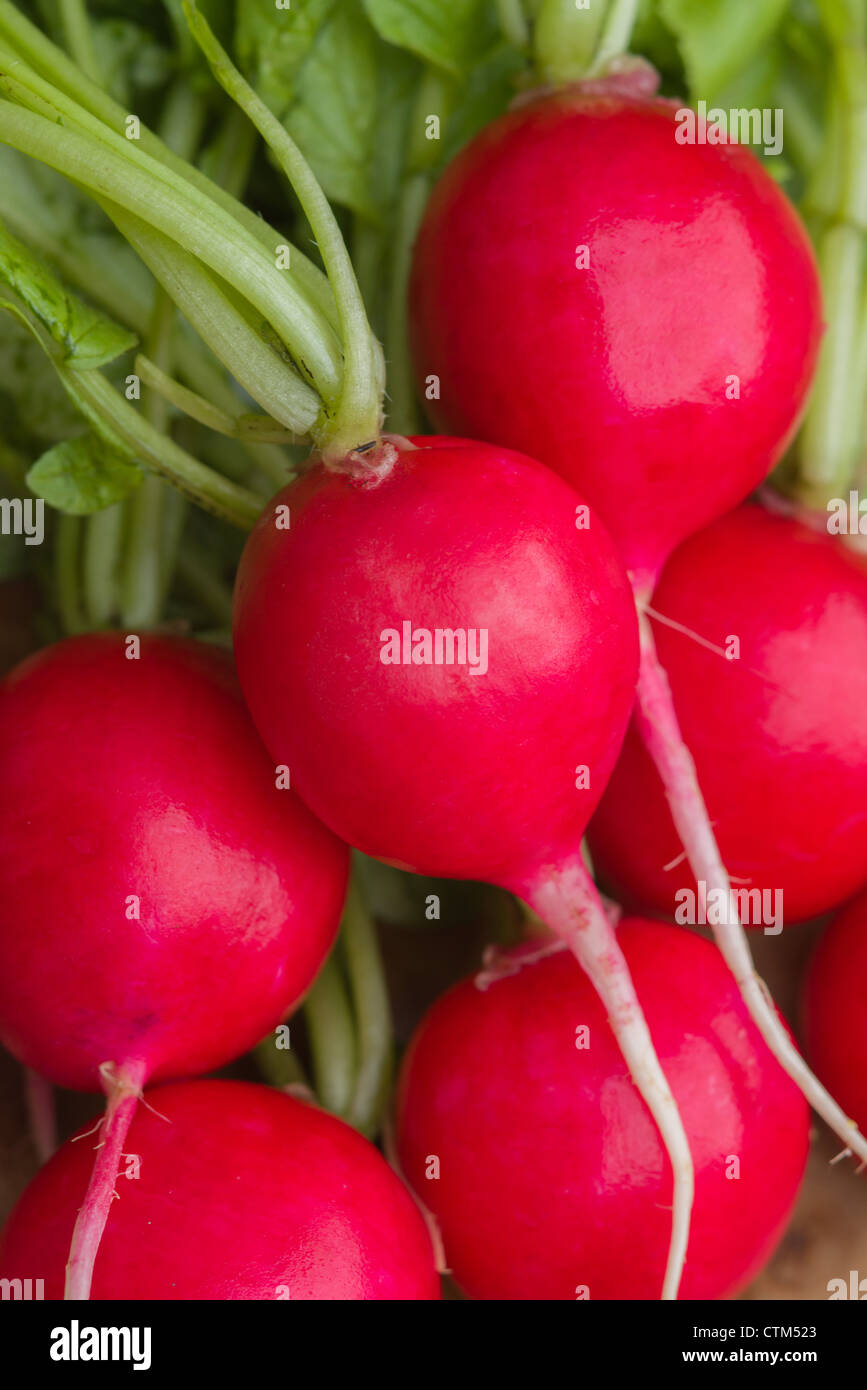 Bunch of radishes Stock Photo - Alamy