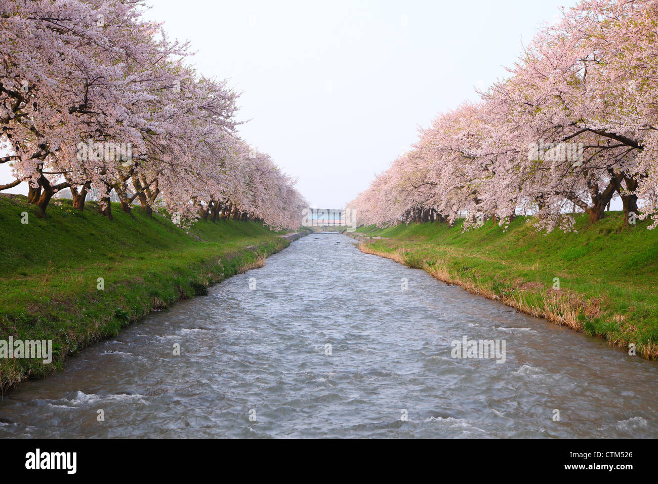 Cherry tree and river in spring, Toyama, Japan Stock Photo - Alamy