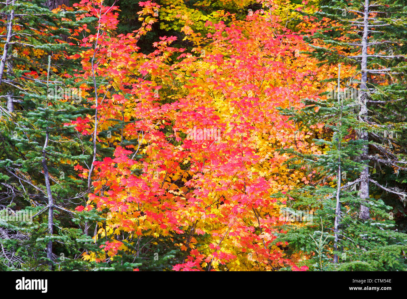 Autumn Coloured Vine Maples In Mt. Hood National Forest; Oregon, United ...
