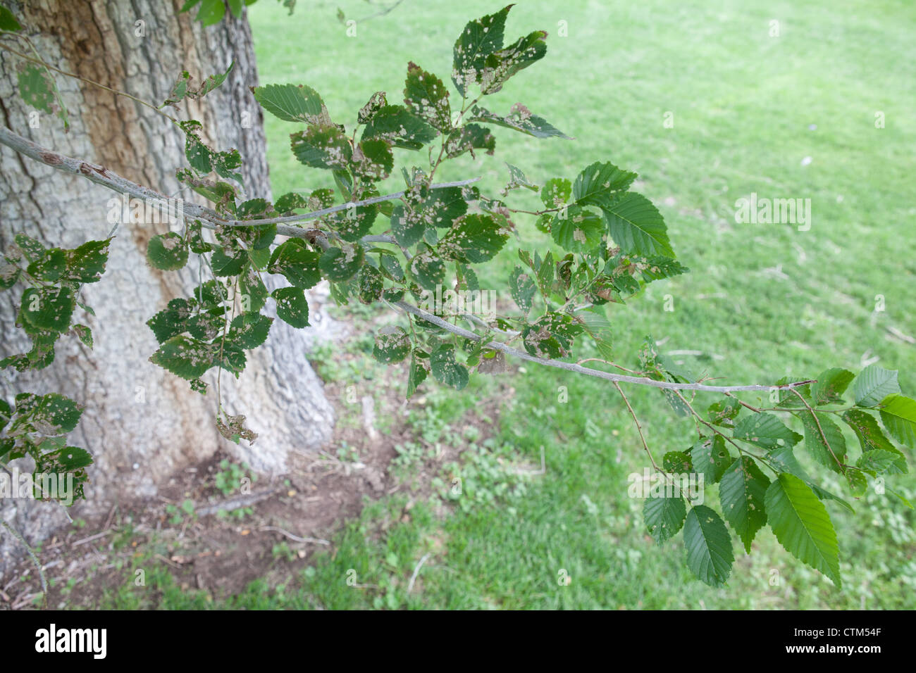 Spots on the leaves of a diseased elm tree Stock Photo - Alamy