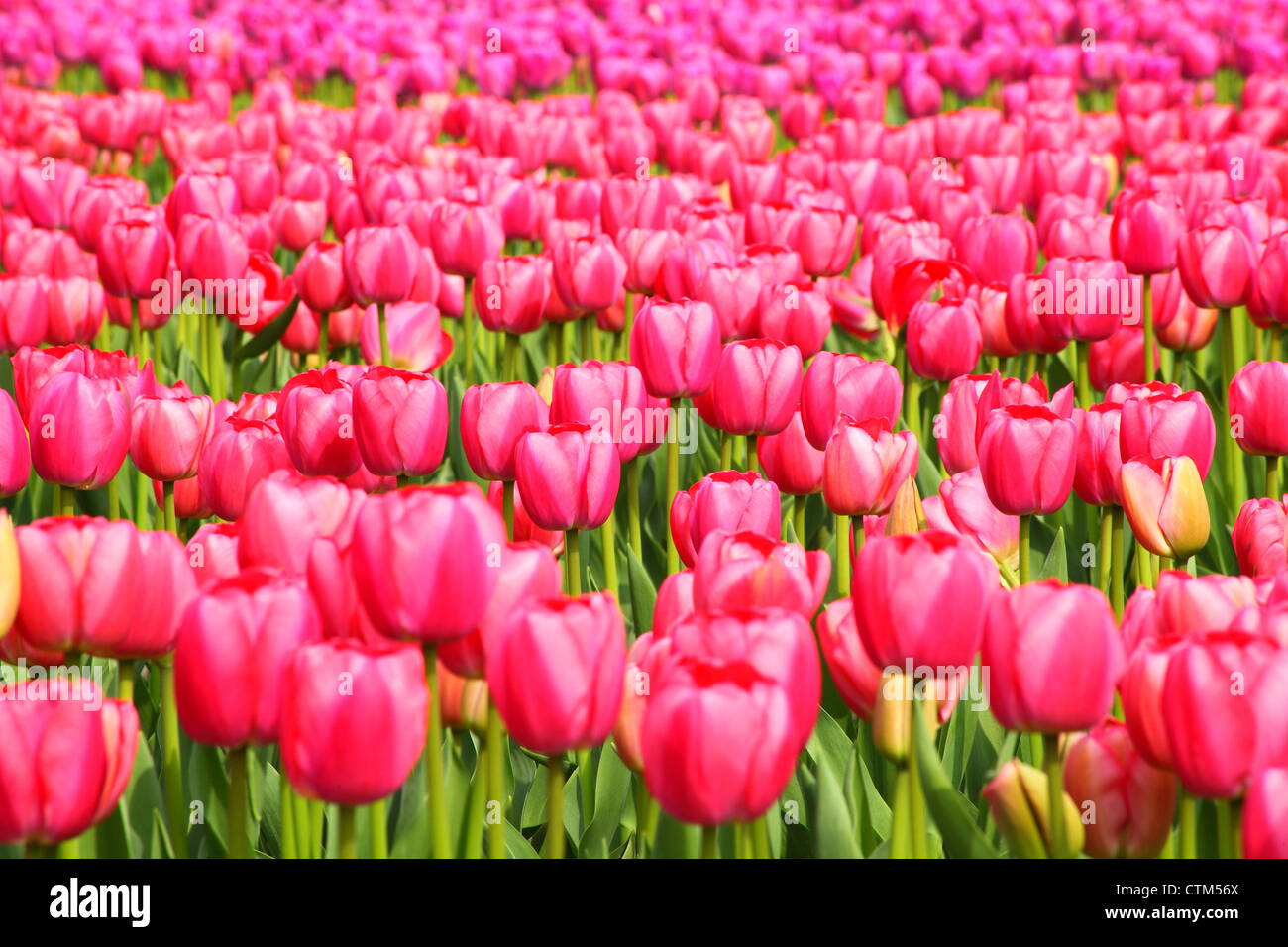 Asian tulip garden hi-res stock photography and images - Alamy