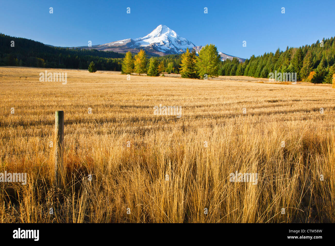 Autumn Colours And Mount Hood In Hood River Valley; Oregon, United ...