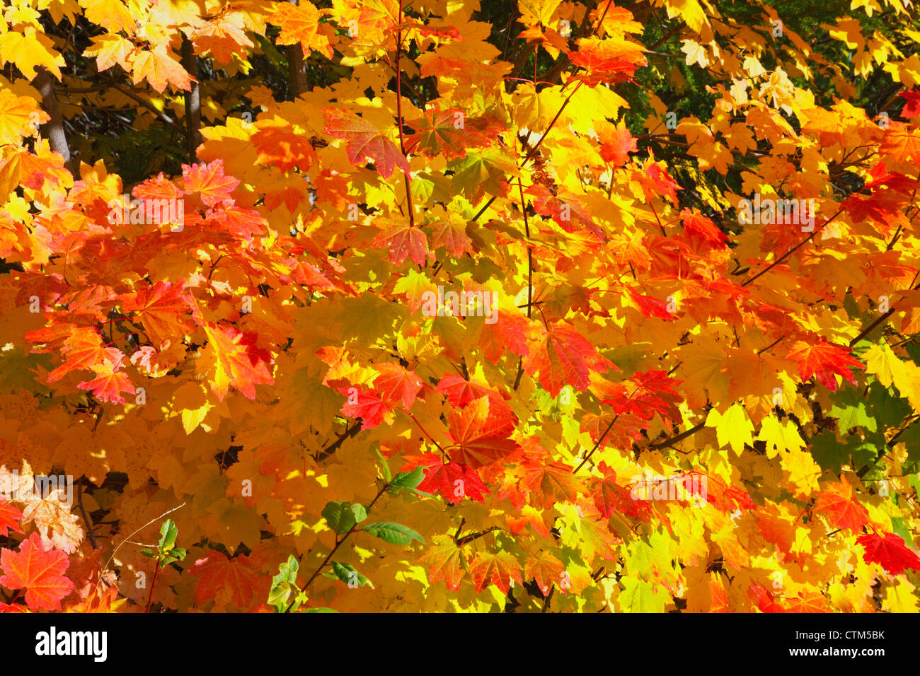 Fall colours in maple trees oregon hi-res stock photography and images ...