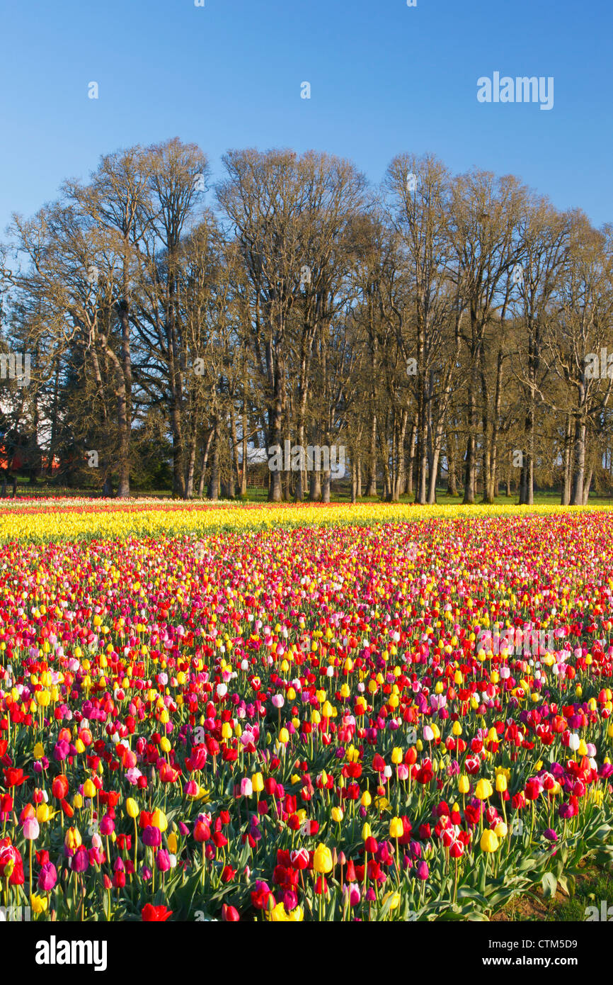 A Colourful Tulip Field At Wooden Shoe Tulip Farm; Woodburn, Oregon ...