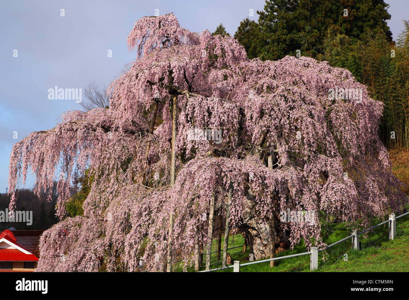 Cherry tree, Nema is MiharuTakizakura, Fukushima, Japan Stock Photo - Alamy