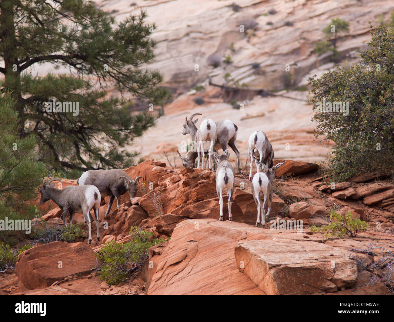 Mountain Goats Climbing The Red Navajo Sandstone In Zion National Park ...