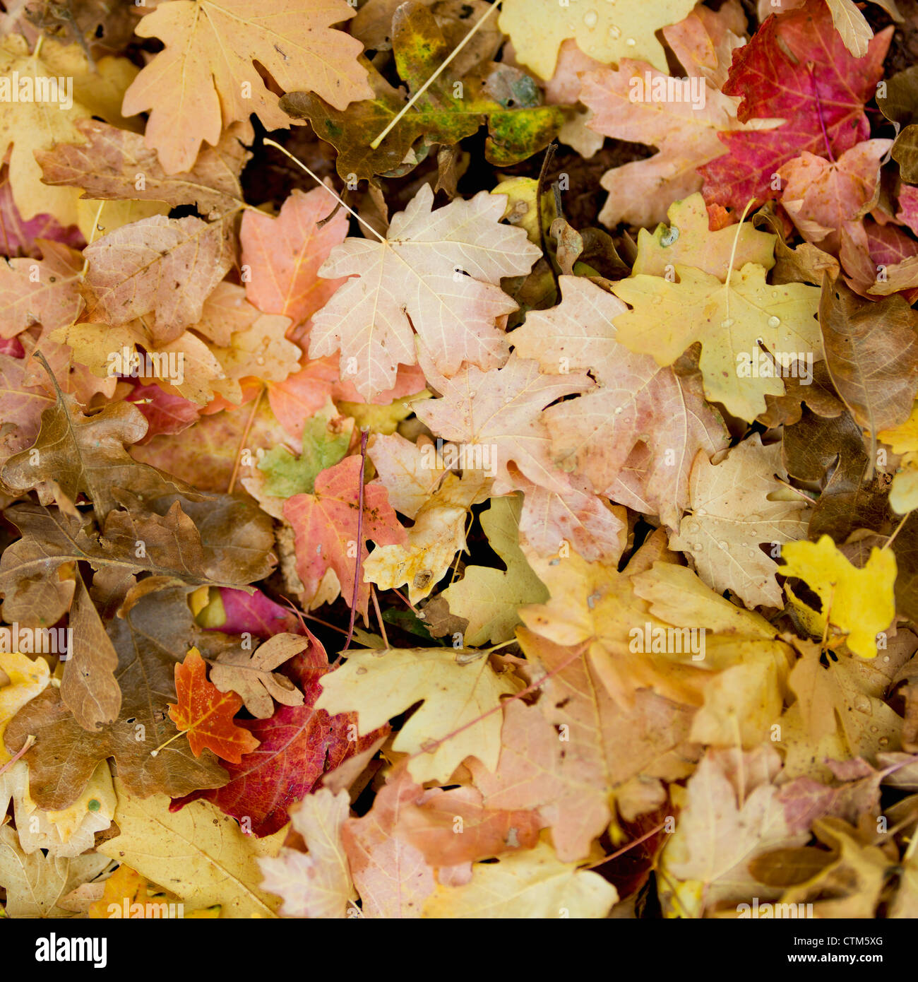 Fallen Leaves In Autumn Colours; Utah, United States of America Stock ...