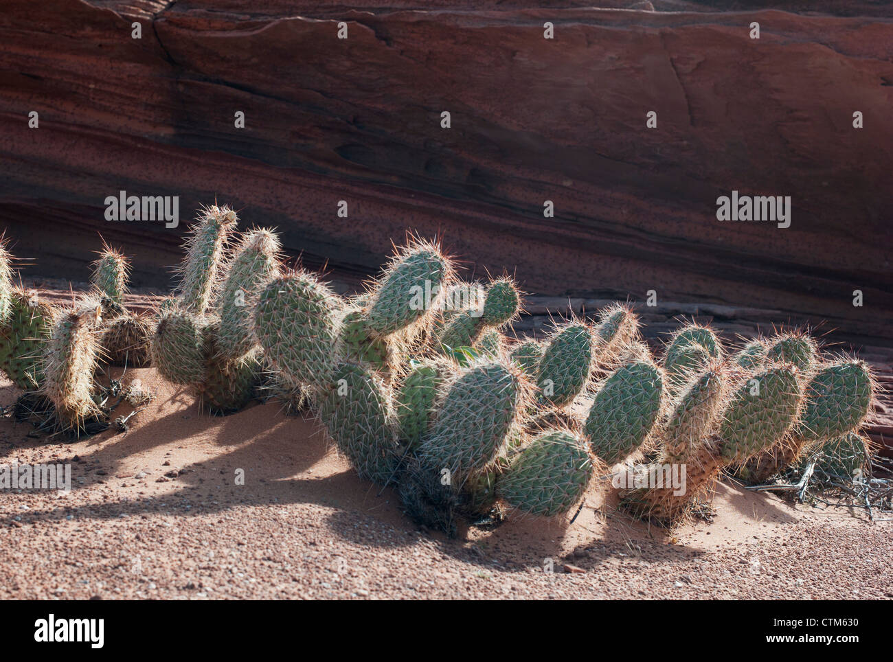 Cactus Growing At The Base Of A Cliff; Arizona, United States of ...
