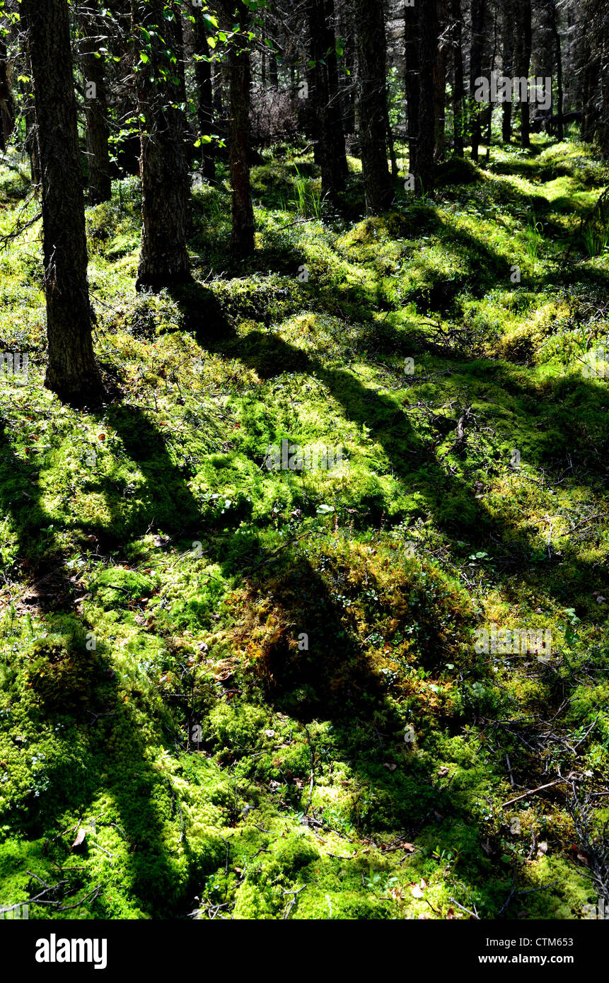 Shadow of trees fall on lush green moss in the woods. Katmai National ...