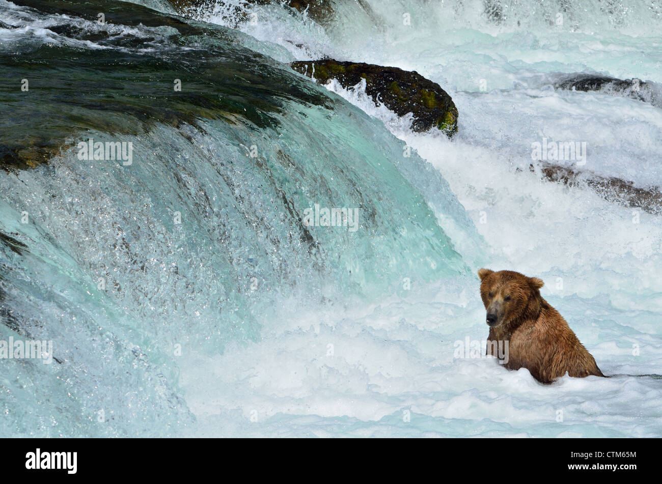 A brown bear sitting in a pool below Brooks Falls. Katmai National Park ...