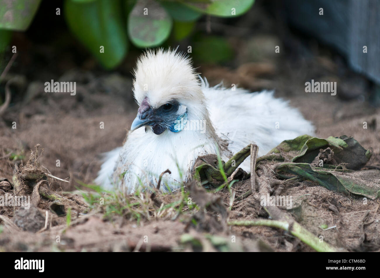 Freerange White "Silkie" hen, Kailua, Oahu, Hawaii Stock Photo - Alamy
