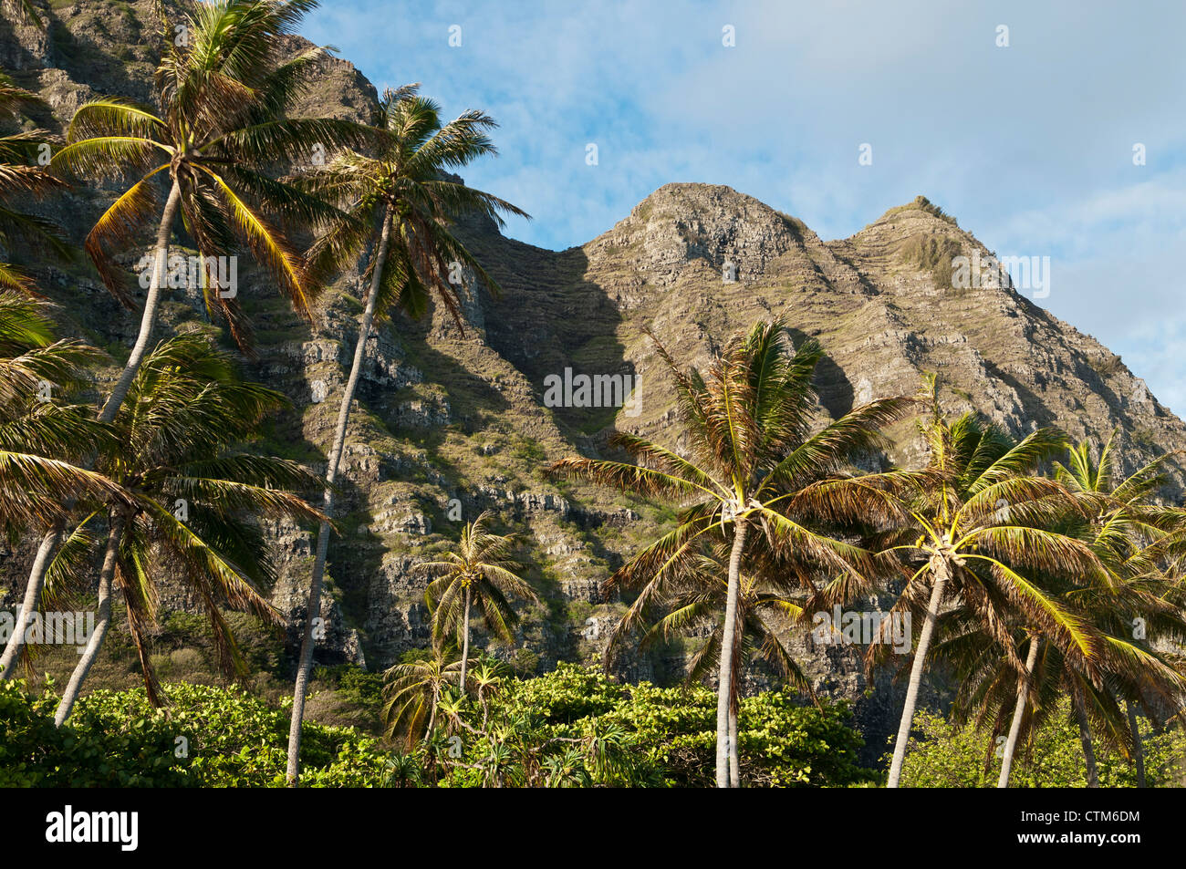 Hawaii oahu palm trees hi-res stock photography and images - Alamy
