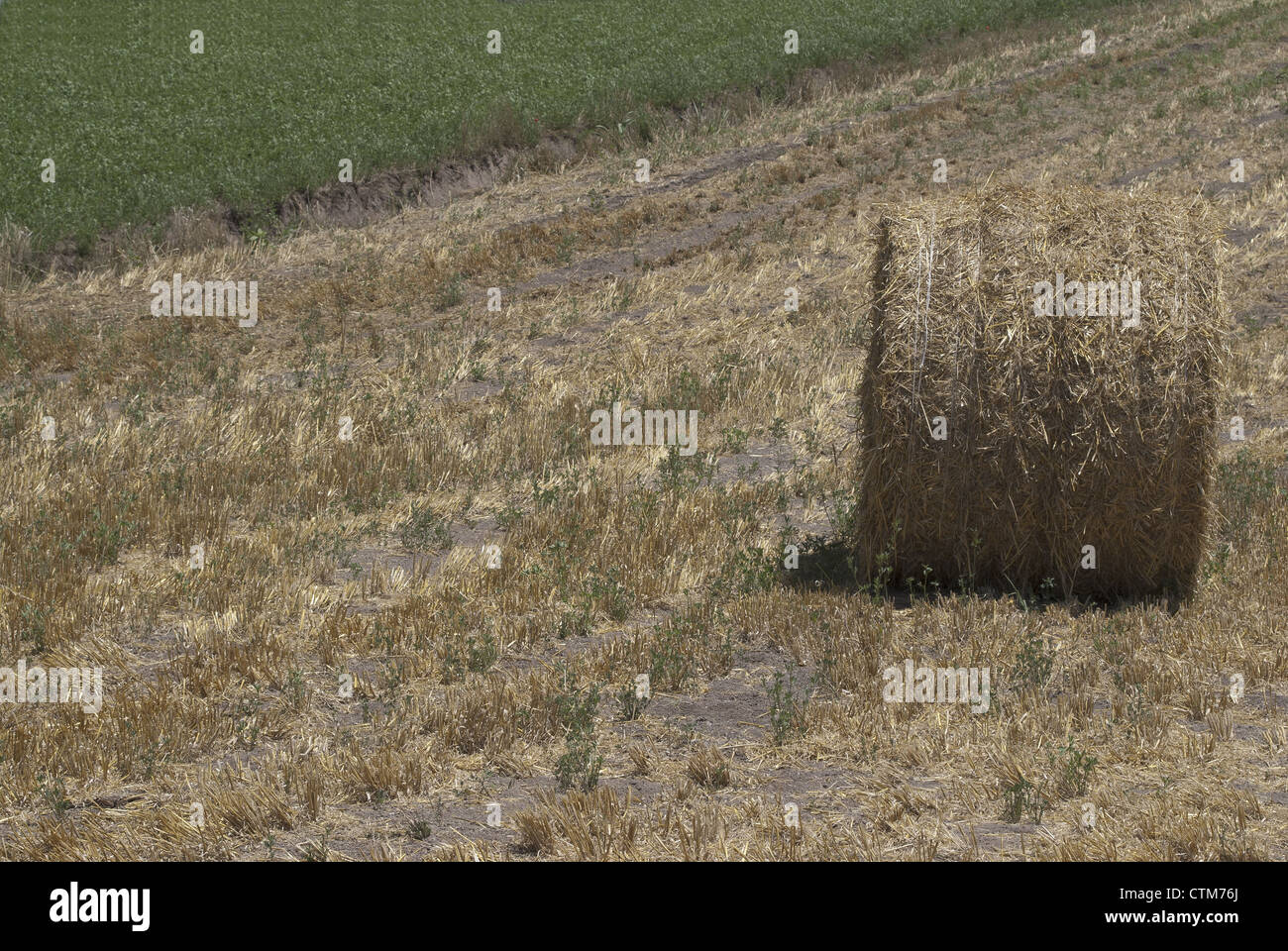 Field of hay. Bales of straw after the harvest Stock Photo - Alamy