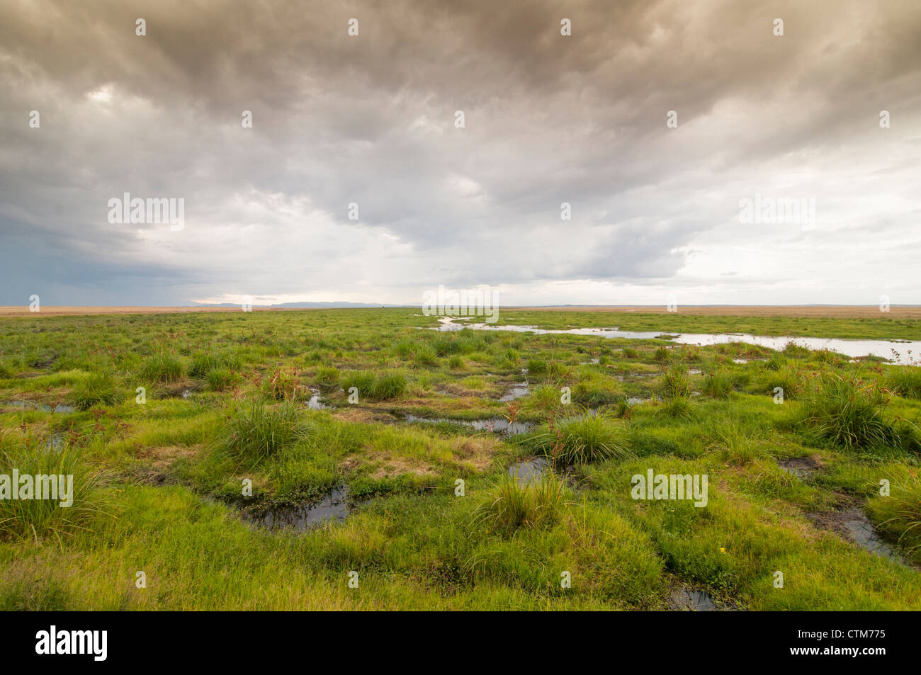 Swamp in Amboseli National Park, Kenya Stock Photo - Alamy